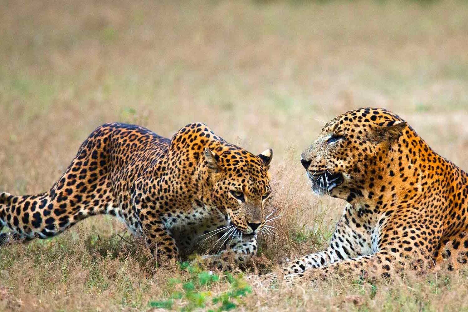 Private Tours Sri Lanka - Best Chauffeur Guide in Sri Lanka
